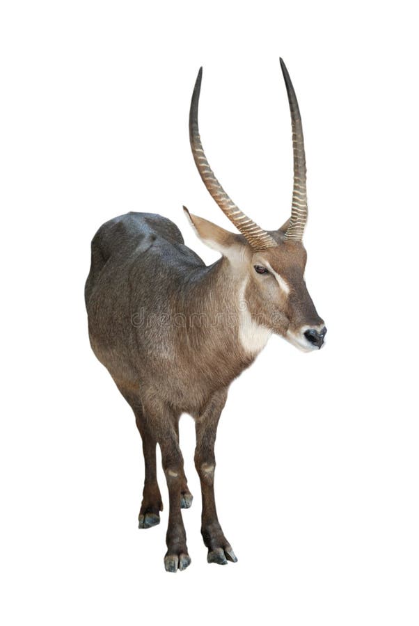 Antelope stock image. Image of antelope, hoof, bongo - 11071259