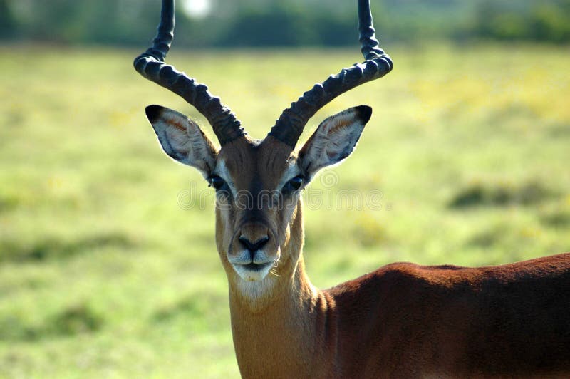 Impala ram in profile stock photo. Image of impala, african - 19333840