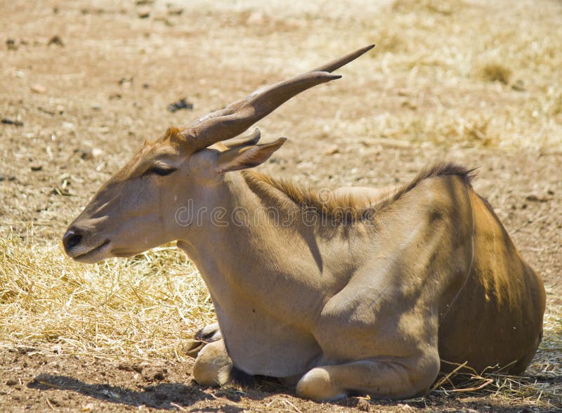 Collection of Predators And Preyes,wildlife In Namibia Reserve Photos ...