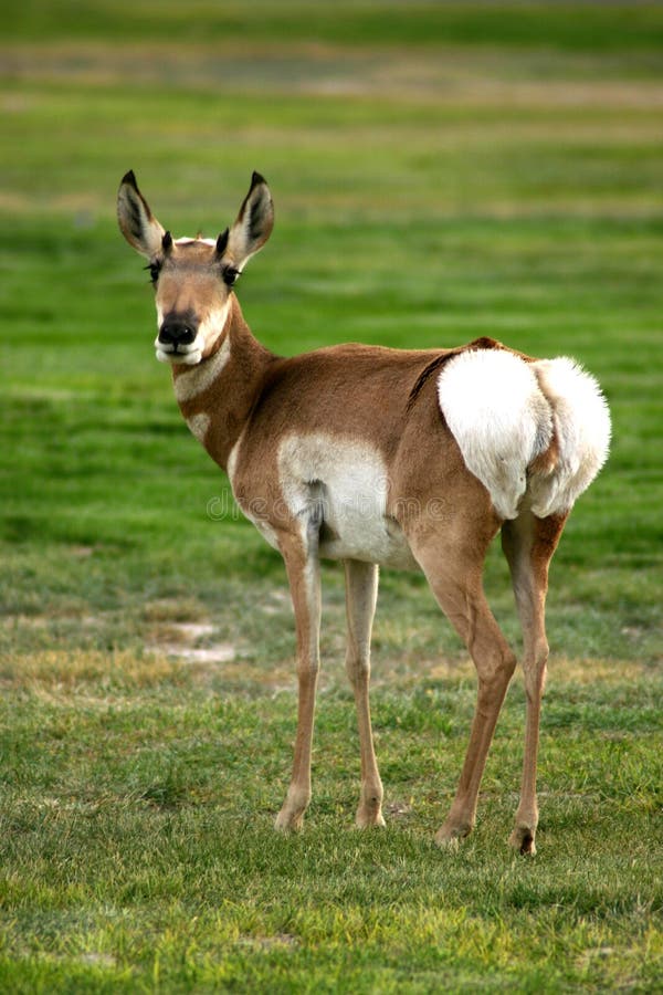 Antelope stock image. Image of mammal, animal, wild, green - 4134843