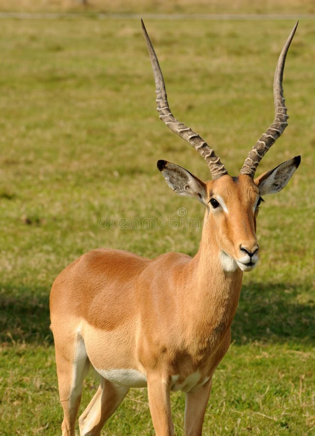 Antelope stock image. Image of grass, outdoors, savanna - 7635967