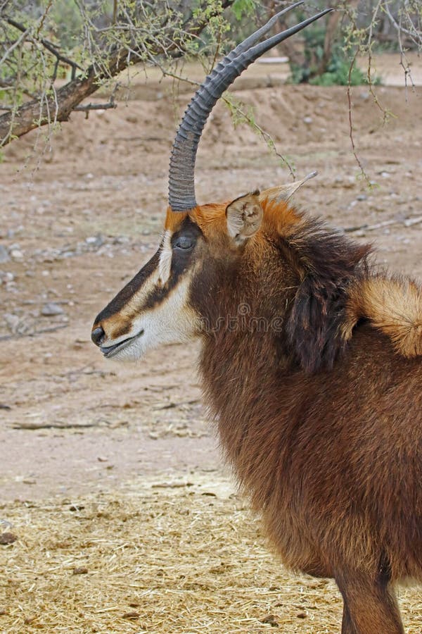 Antelope stock image. Image of namibia, brown, bush, antelope - 54409639