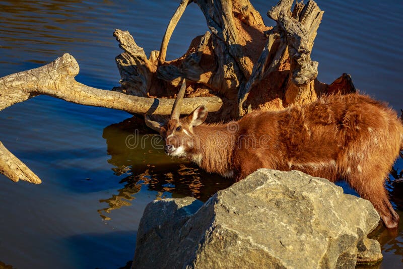 Antelope stock photo. Image of herbivorous, horizontal - 112442626