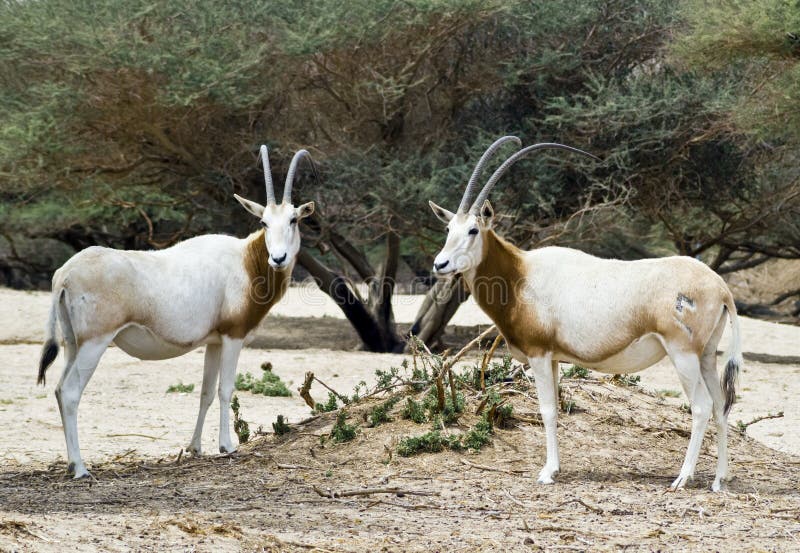 Antelope Arabian Oryx in Nature Reserve, Israel Stock Photo - Image of ...
