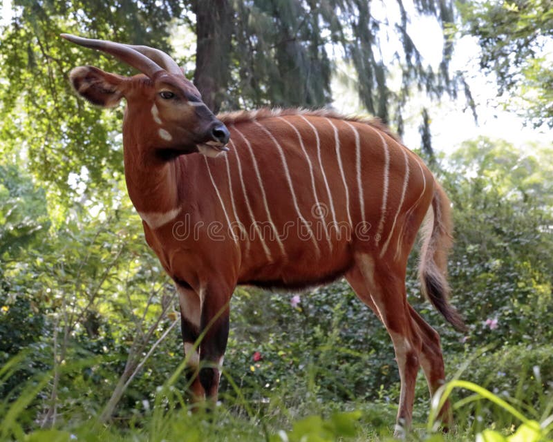 224 Antelope Chase Stock Photos - Free & Royalty-Free Stock Photos from ...