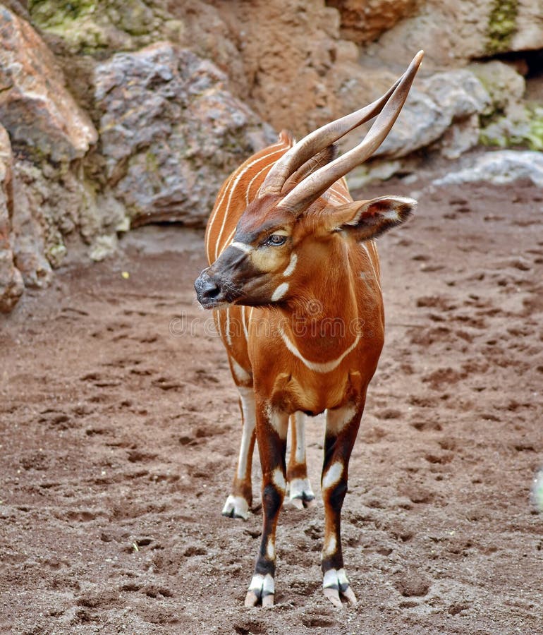 Antelope Bongo stock photo. Image of park, lamar, bongo - 104487090