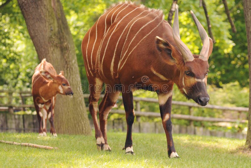 Bongo stock photo. Image of strip, mammal, herd, bongo - 34044978