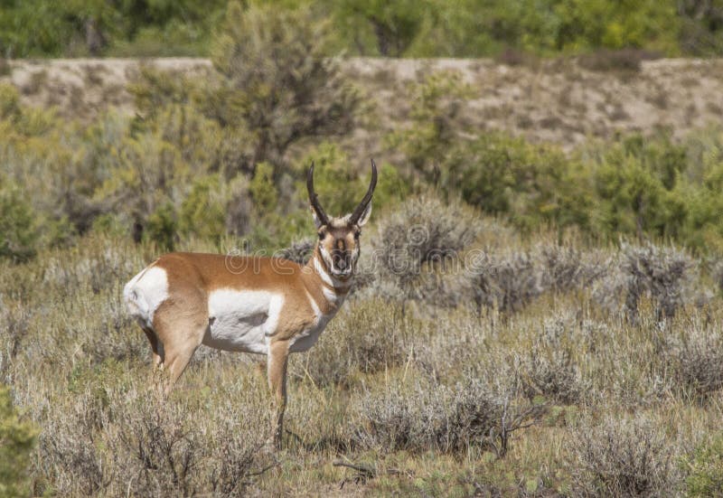 Antelope in Wildflowers stock photo. Image of prairie - 1504664
