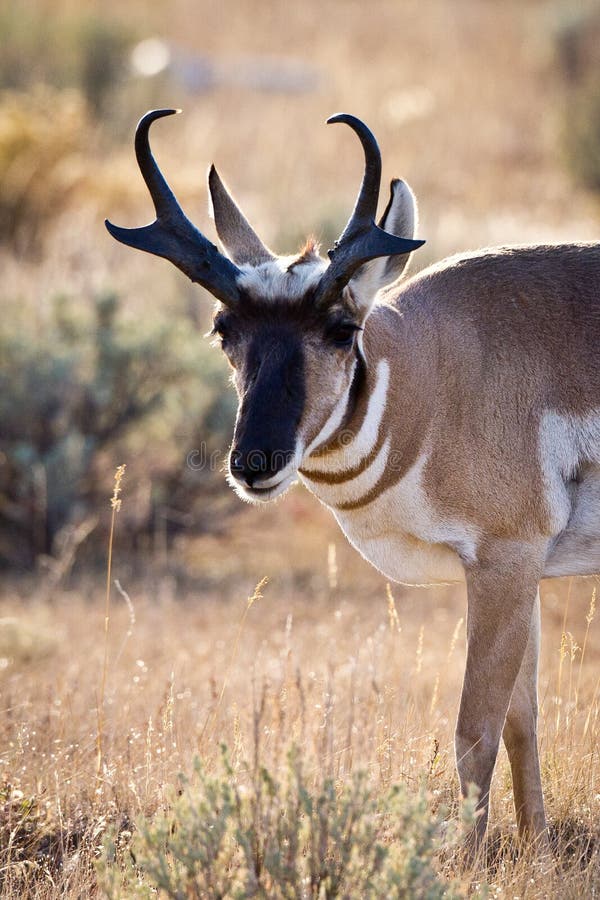 Antelope Buck Head Shot stock photo. Image of young, head - 42950984