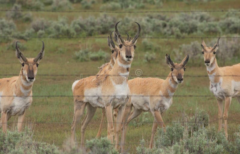 Antelope Bucks Being Curious Stock Photo - Image of sport, american ...