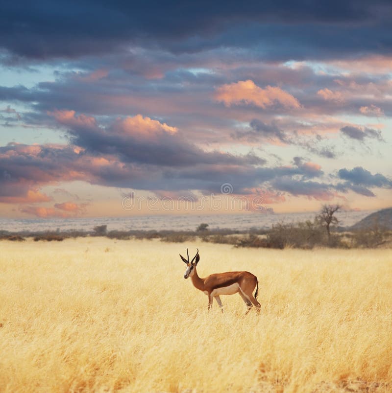 Antelope stock photo. Image of animal, dawn, sunrise - 54156338