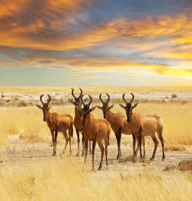 Antelope stock photo. Image of sunrise, travel, dawn - 54156384