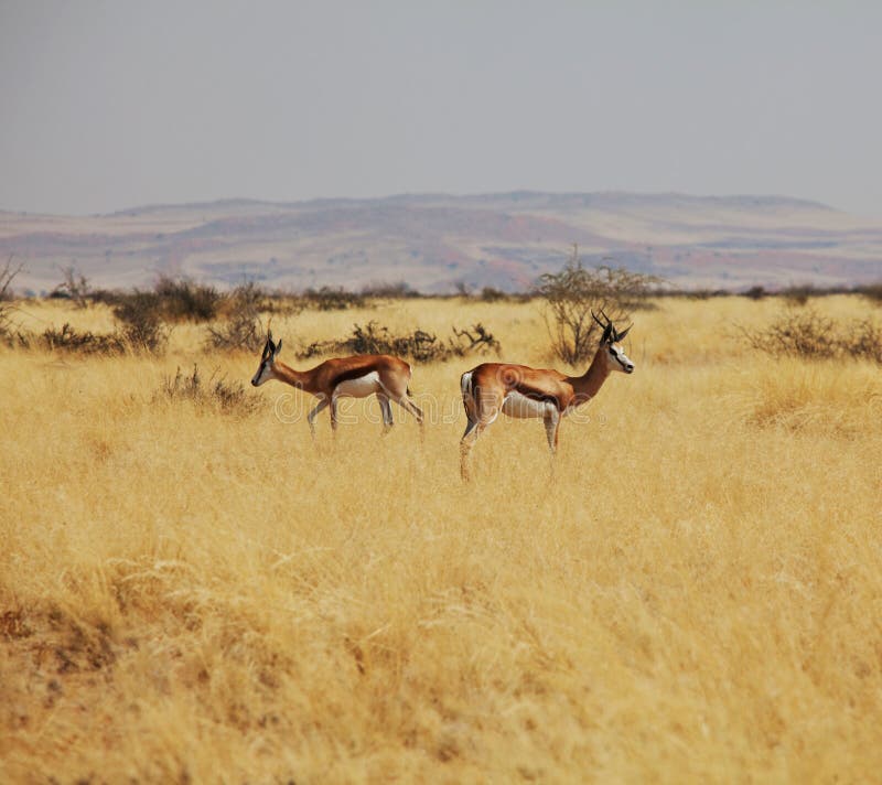 Antelope stock photo. Image of sunset, tourism, wildlife - 54156390