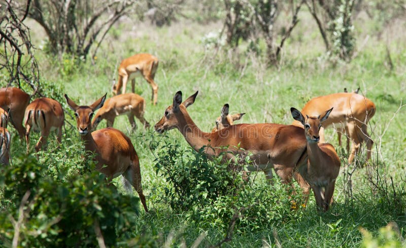 Antelope stock photo. Image of dawn, safari, kenya, national - 54156466
