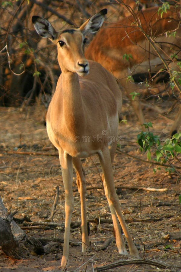 Antelope in the bush stock photo. Image of impala, standing - 8266870