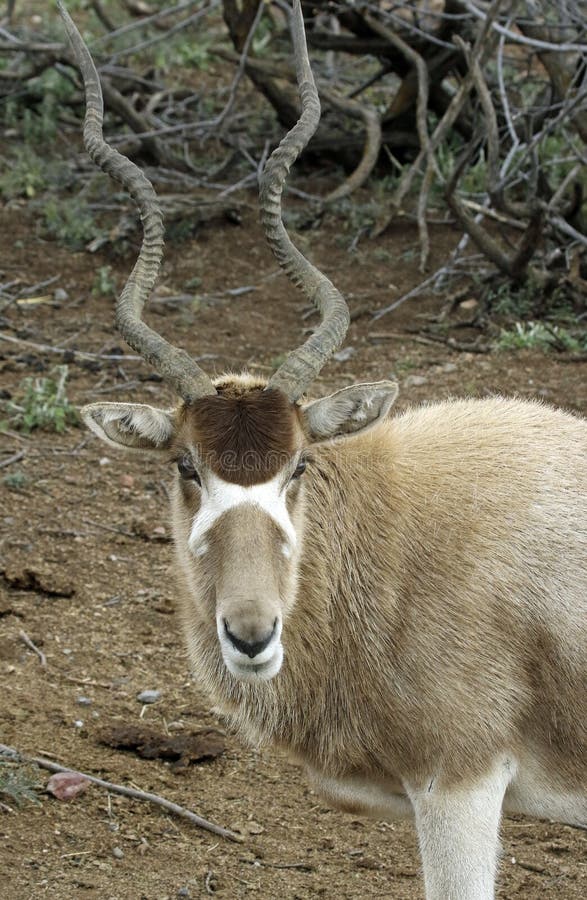 Antelope stock image. Image of brown, rare, buckskinman - 54404863