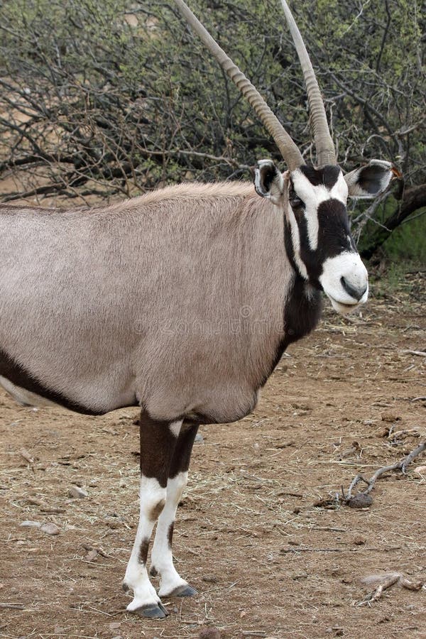 Oryx Antelope stock photo. Image of antelope, habitat - 20463870