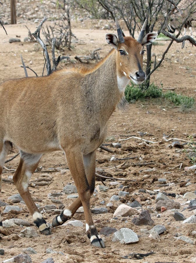 Male Asian Antelope stock photo. Image of mammals, habitat - 22322548