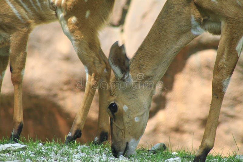 Antelope stock image. Image of eating, antelope, close - 56742921