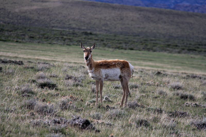 Antelope stock image. Image of sage, looking, horns, life - 54970993