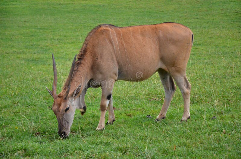 Antelope closeup stock image. Image of horns, herbivorous - 38857857