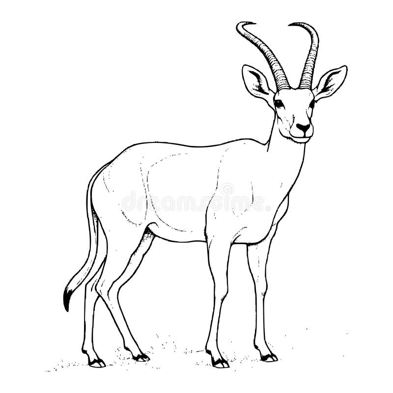 Antelope Coloring Pages for Kids Stock Vector - Illustration of page ...