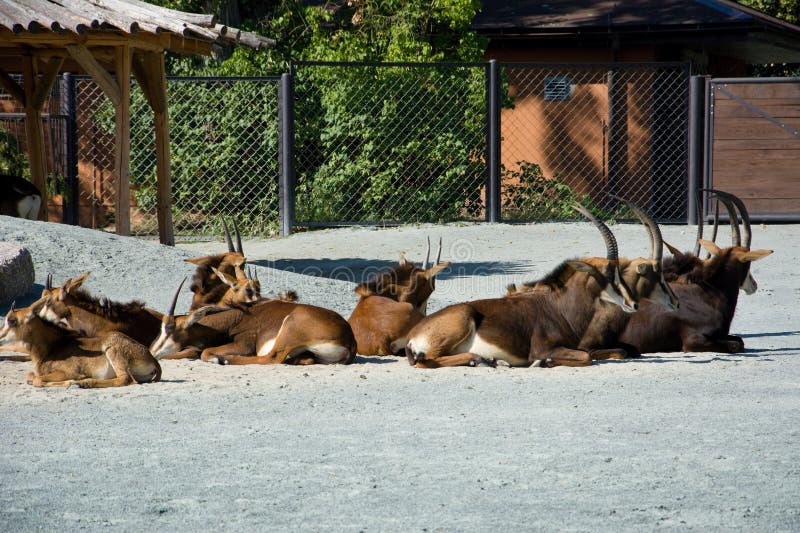 Antelope crow stock photo. Image of ovce, bird, safari - 292029082
