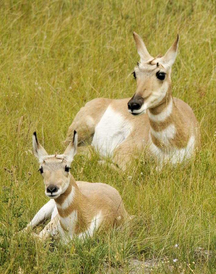 Antelope cub with Mother stock photo. Image of protect - 11113944