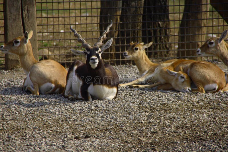 Antelope deer-goat stock image. Image of eyes, mammal - 8993383