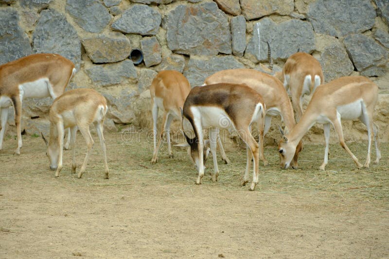 Antelope or Deer Lying in the Sun in a Zoo Stock Image - Image of relax ...