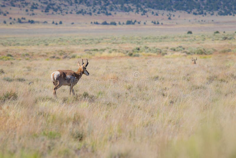 Antelope in the desert stock photo. Image of walking - 135142852