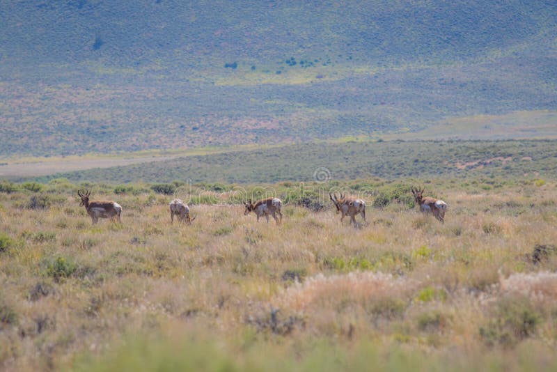 Antelope in the desert stock image. Image of feeding - 135142855