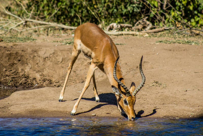 Antelope in water stock photo. Image of dark, eyes, swamp - 116725748
