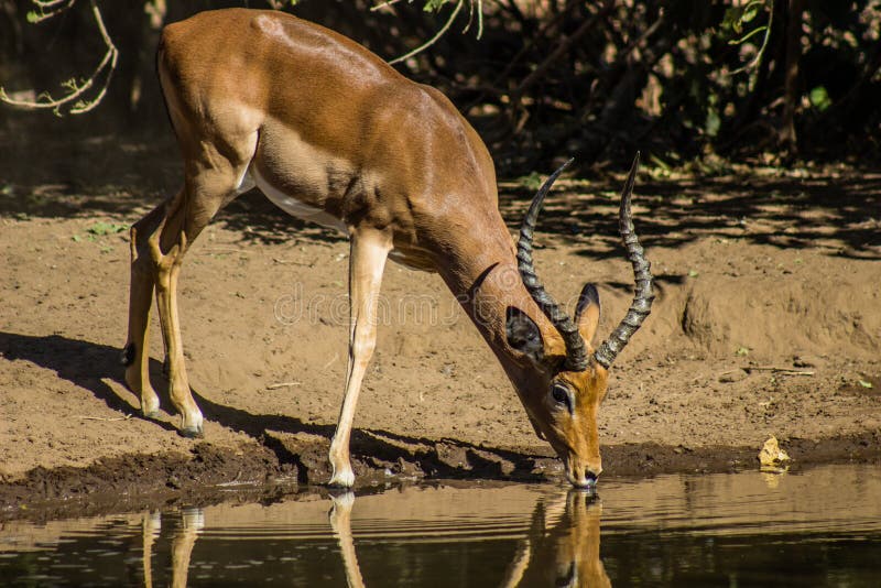 Antelope Drinking Water at the Waterhole Stock Image - Image of prairie ...