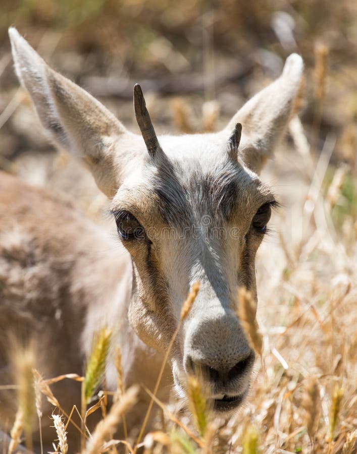 Antelope in the Dry Grass in Nature Stock Photo - Image of national ...