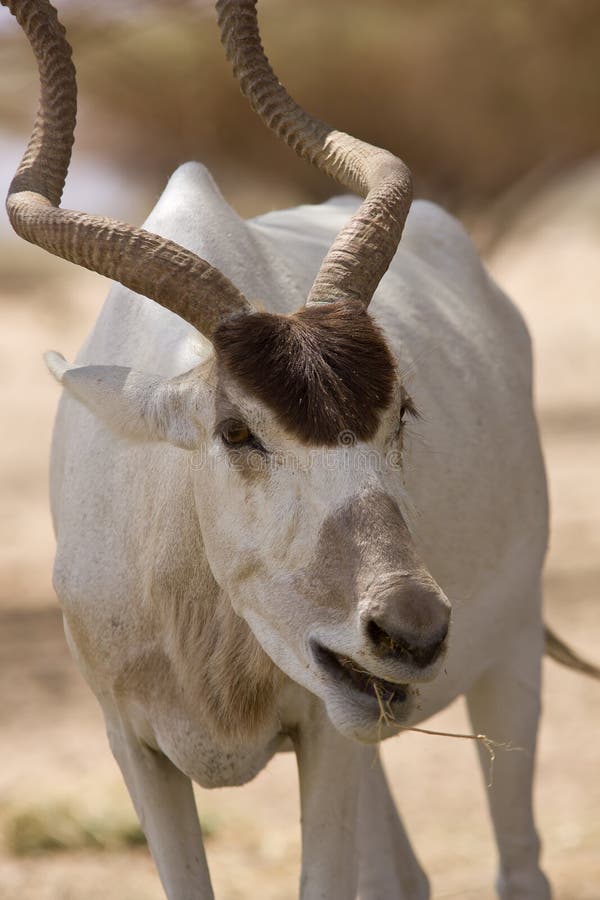 Addax antelope stock image. Image of negev, mammal, israel - 9796957