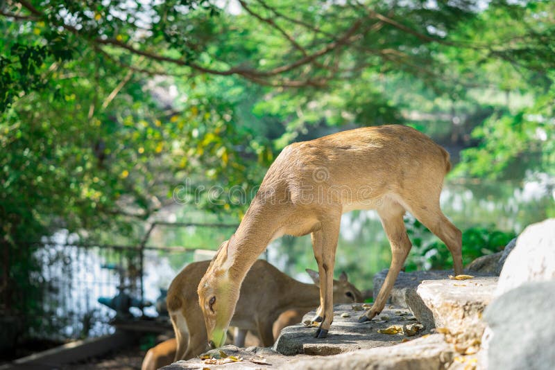 Antelope Eating on the Floor in the Zoo Stock Image - Image of ...