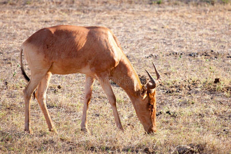 Antelope Eating Grass in the Scenery of the Savannah Stock Image ...