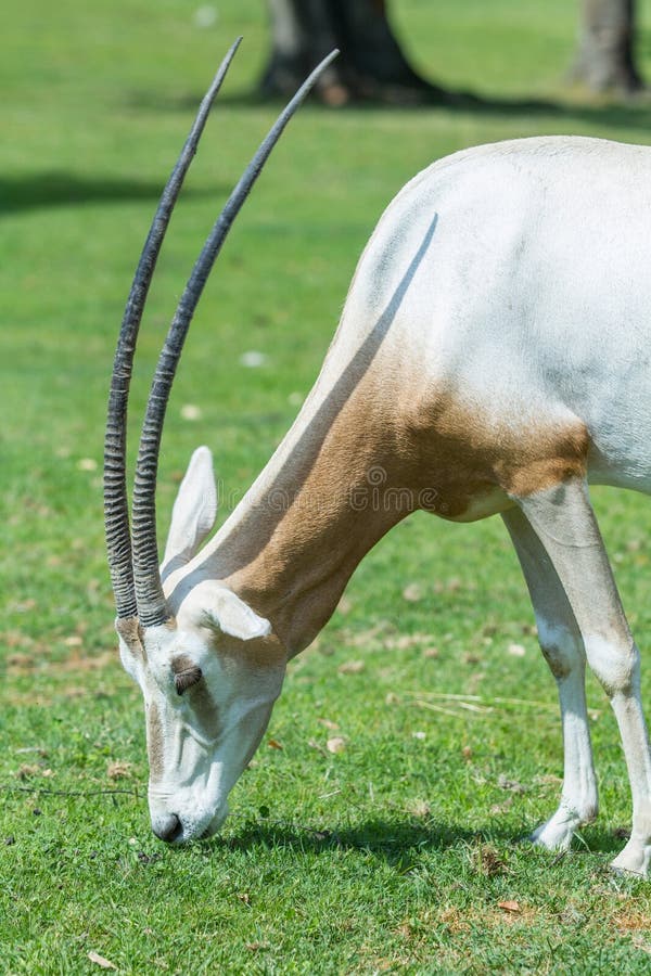 Antelope Eating the Green Grass Stock Image - Image of park, eating ...