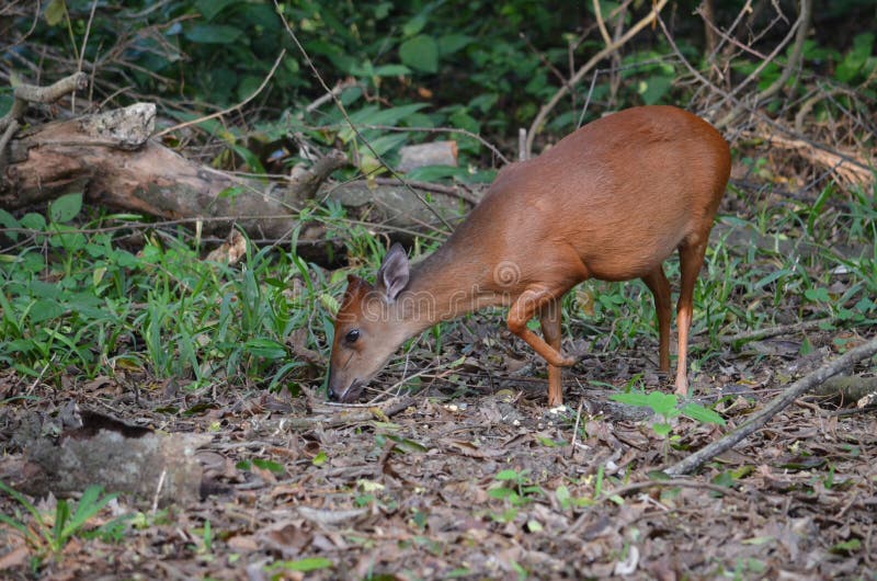 Antelope eating stock photo. Image of herd, thirst, south - 7721890