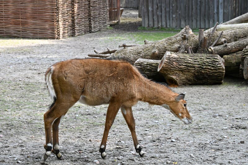 Little antelope stock image. Image of animal, farm, wildlife - 256152953