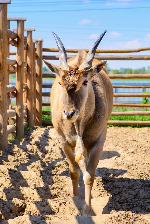 Antelope eland animal stock image. Image of mane, fauna - 71202651