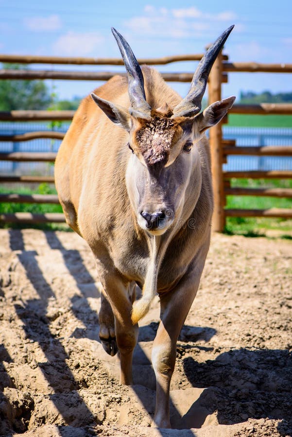 Antelope eland animal stock photo. Image of habitat, hippotragus - 71202714