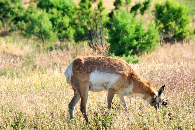 Antelope Feeding stock image. Image of park, yellowstone - 70999765