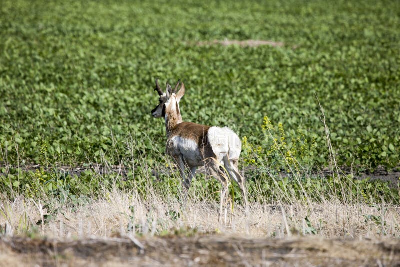 Antelope in Field stock image. Image of range, prairie - 101889035