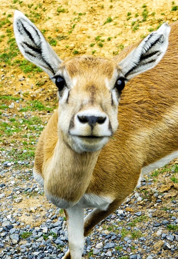 Antelope in Field stock image. Image of prairie, sheep - 217145089