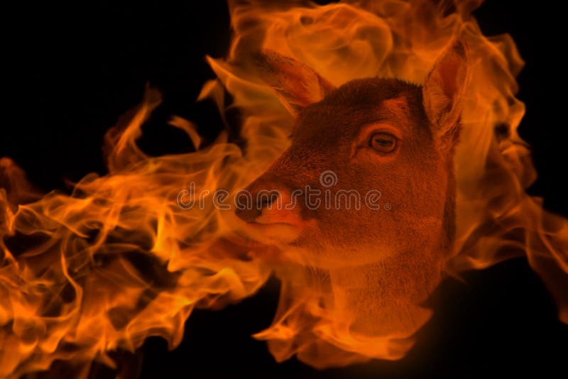 Double exposure effect stock image. Image of birds, lagoon - 113378933