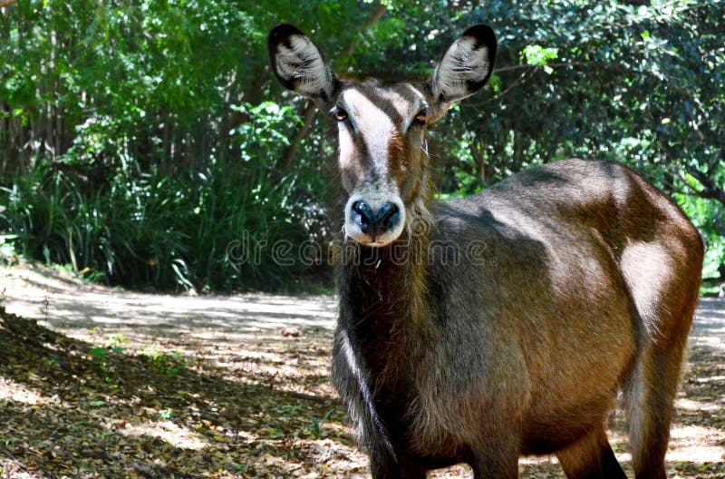 Antelope in the forest stock image. Image of kenyan, forest - 51844401