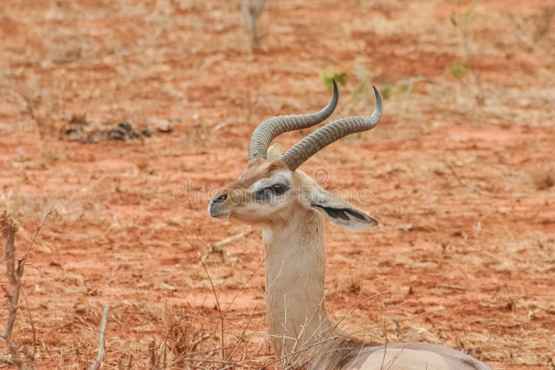 Antelope giraffe stock photo. Image of animal, lodge - 84529006