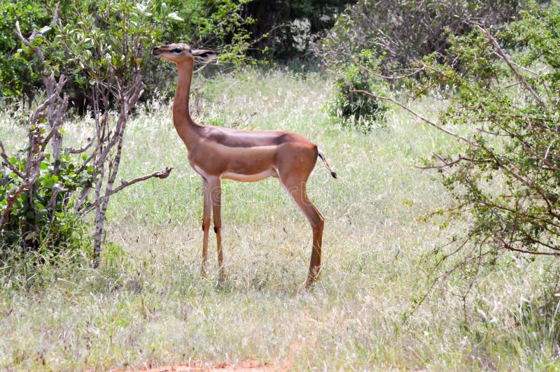 Antelope giraffe stock image. Image of antelope, light - 84528811